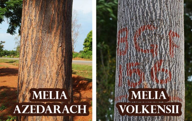 Two different Melias - How to distinguish them - Trees4CO2