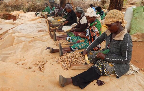 Planting Process of Mukau Trees - Part 1 - Trees4CO2