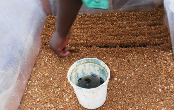 Planting Process of Mukau Trees - Part 1 - Trees4CO2